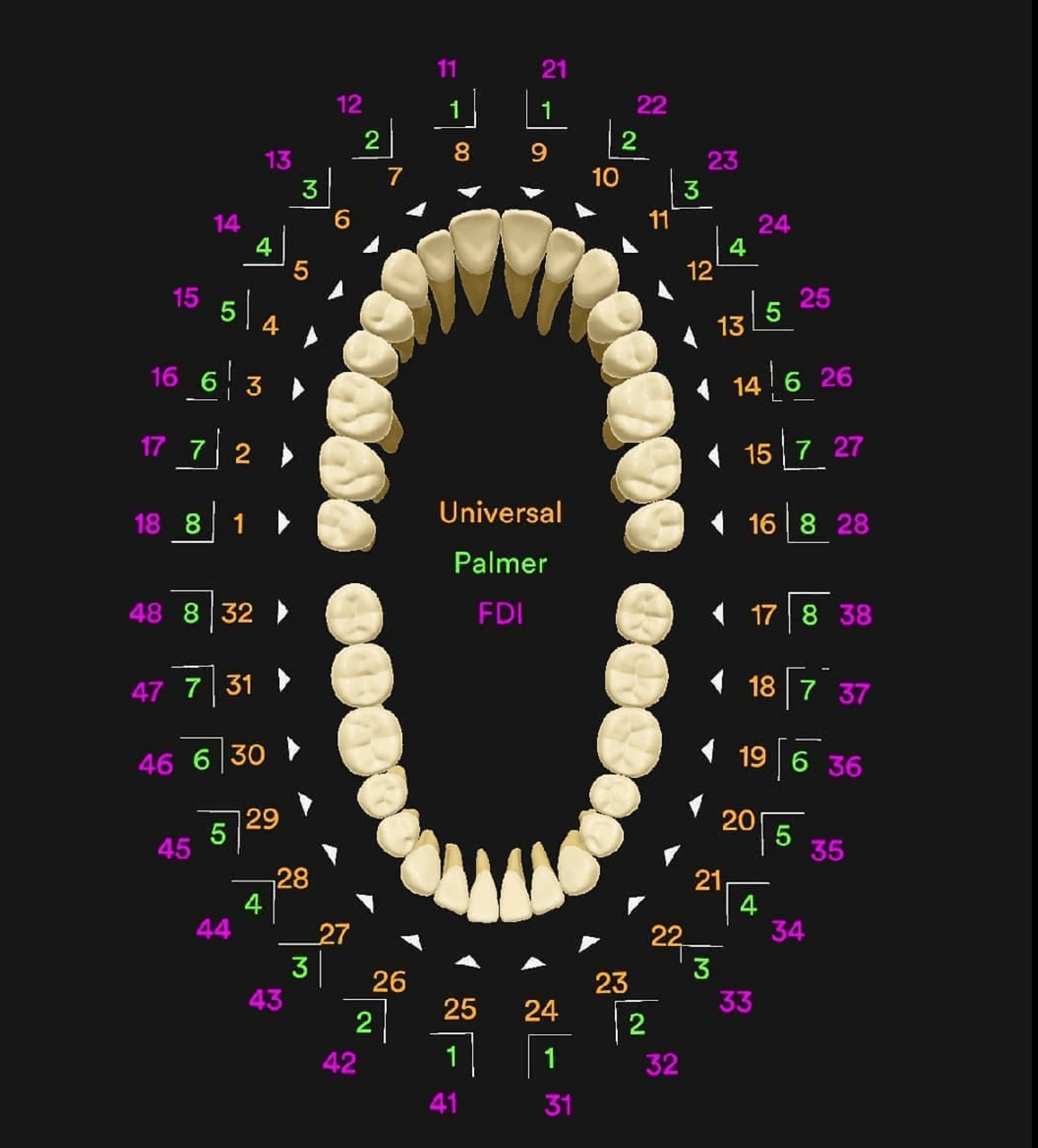 Oral Care Articles Tooth Numbering Systems